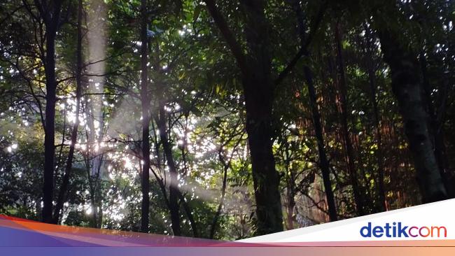 Magis! Pagi Terakhir Tahun 2023 di Hutan Kota UI