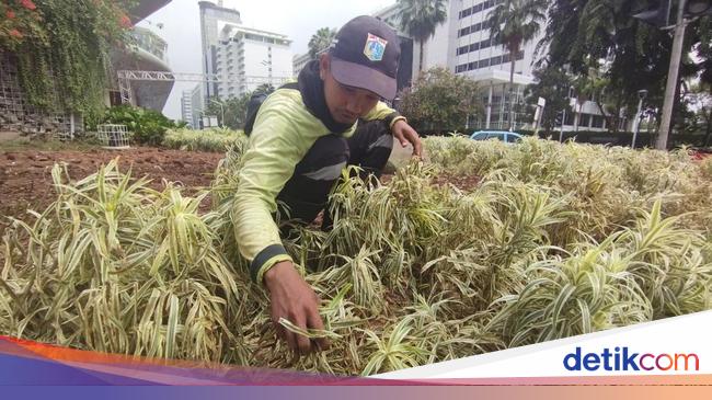 Penampakan Tanaman Rusak di Bundaran HI Usai Perayaan Tahun Baru 2024