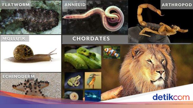 Hewan Selomata: Jenis dan Contoh Hewannya