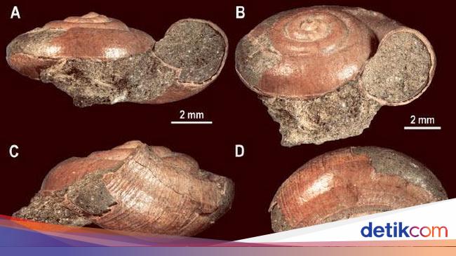 Penemuan Spesies Baru Siput Berusia 72 Juta Tahun, Selamat dari Kepunahan Massal