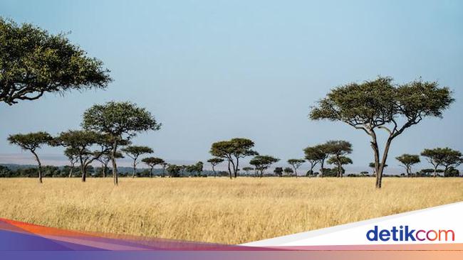 Persebaran Flora dan Fauna di Benua Afrika dan Jenisnya