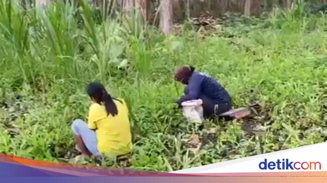 Melihat Aktivitas Warga Lamongan Berburu Enthung Ulat Jati Awal Musim Hujan