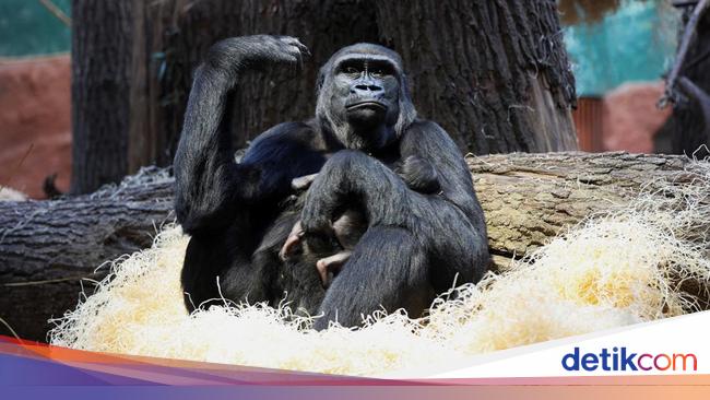 Kebun Binatang Praha Tambah Koleksi Bayi Gorila