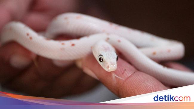 Mengapa Jumlah Ular Sangat Banyak? Ini Jawabannya