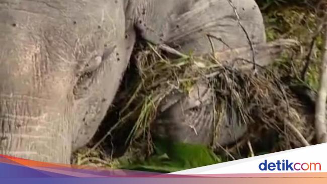 Anak Gajah Sumatera Mati Diduga Terseret Banjir Bandang Jambi