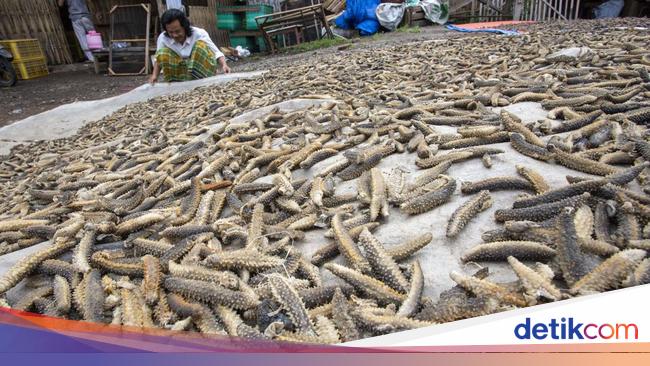 Mengintip Proses Pengolahan Teripang buat Ekspor