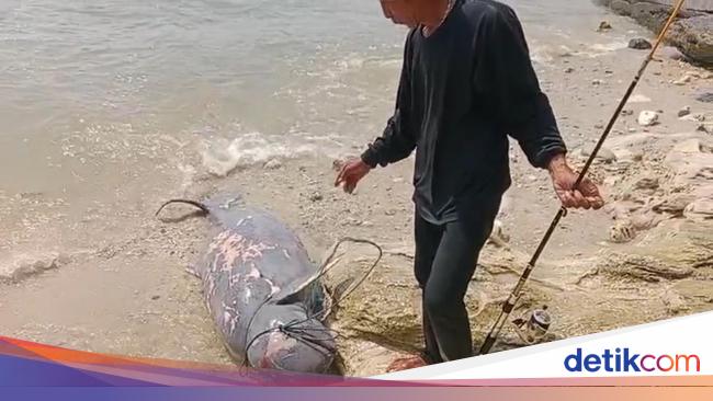 Pemancing Temukan Duyung 'Montok' Terdampar di Pangandaran