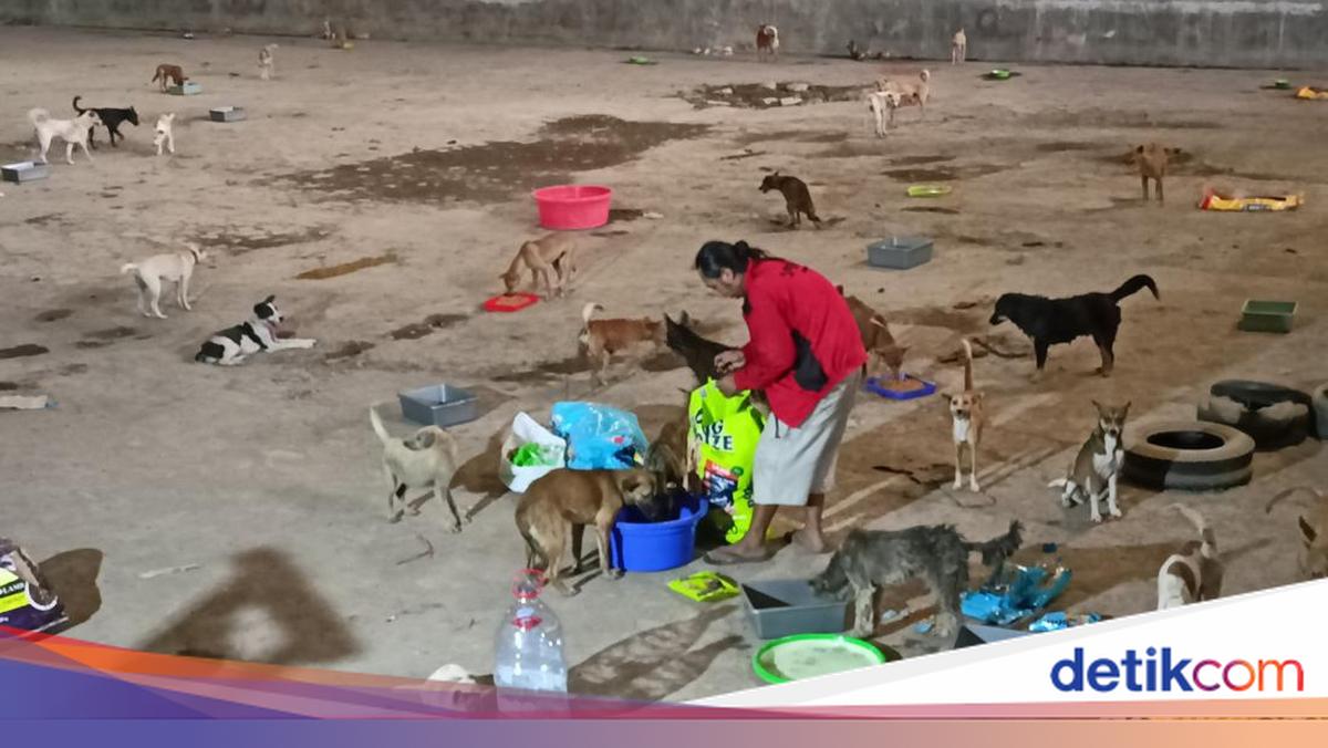 Ratusan Anjing yang Diselamatkan di Semarang Akan Dipindah ke Tempat Layak