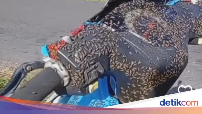 Iyuh! Viral Kintamani Diserbu Ribuan Lalat, Ternyata Ini Penyebabnya