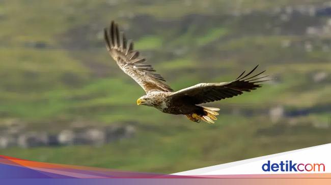 Elang Super Langka Kembali Muncul Usai Seabad Menghilang