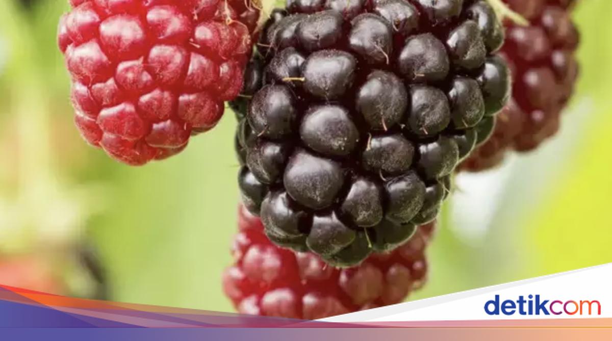 Ini Tayberry, Buah Hybrid Raspberry dan Blackberry yang Manis Asam