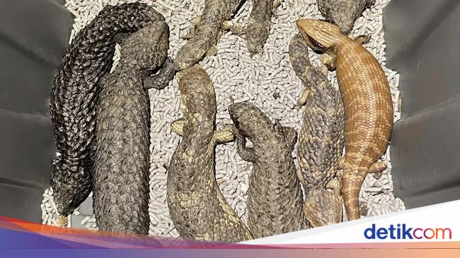 Kadal Eksotis Seharga Rp 12 Miliar Disita Polisi