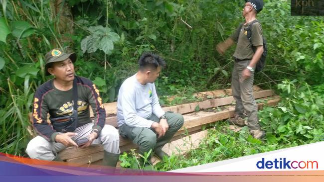 KPHL Bukit Daun Temukan Ribuan Ton Batu Bara-Kayu Ilegal di HPT Rindu Hati