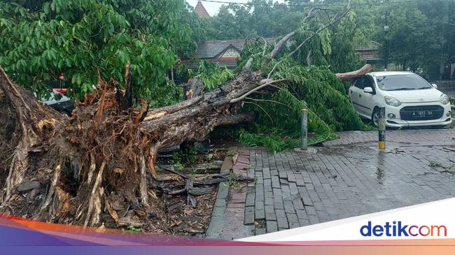 Pohon Sono Tumbang Timpa Mobil di Gresik Imbas Hujan Disertai Angin Kencang