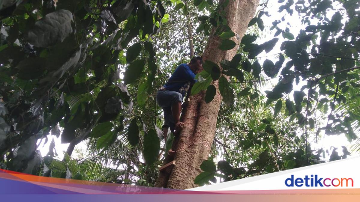 Terempas Angin, Penerjun Paralayang di Cilegon Nyangkut di Pohon 25 Meter
