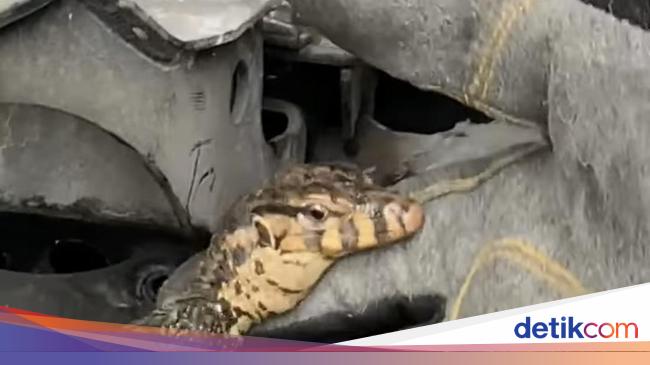 Bikin Takut! Biawak Masuk ke Kerangka Motor, Damkar Depok Evakuasi