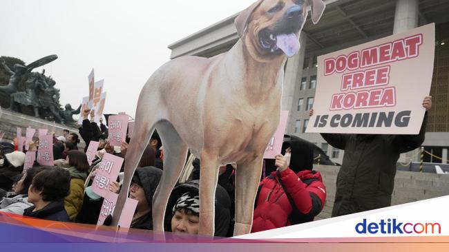 Sah! Daging Anjing Terlarang Diedarkan di Korea Selatan