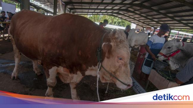 Melihat Kontes Sapi di Boyolali