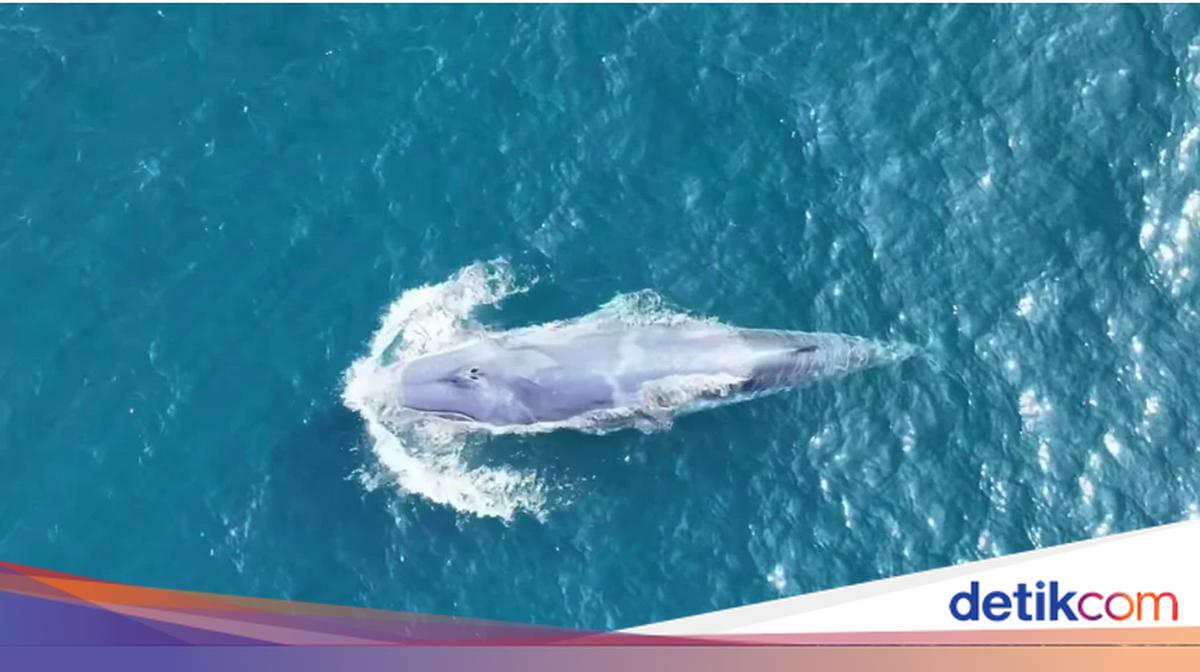 Paus Putih Langka Tiba-tiba Muncul dari Permukaan Laut, Para Turis Terpukau