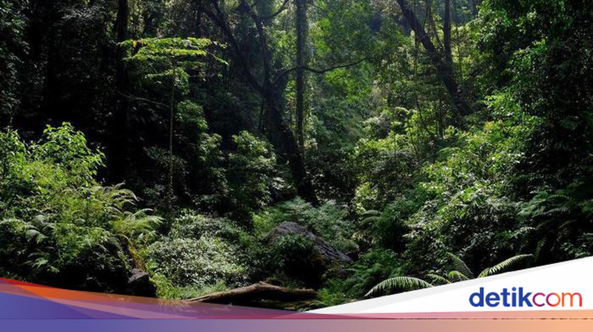 Sejarah Kerajaan Mataram Islam dari Kejayaan hingga Keruntuhan Lengkap