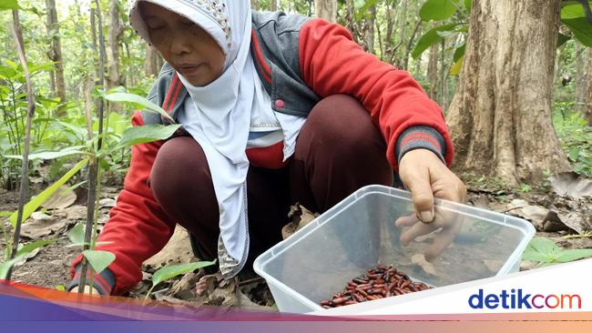 Warga Blitar Berburu Entung Ulat Jati Laku Rp 100 Ribu/Kilo