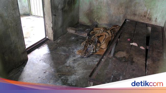 Medan Zoo Merana karena Minim Pemasukan? Disarankan Belajar ke Ragunan