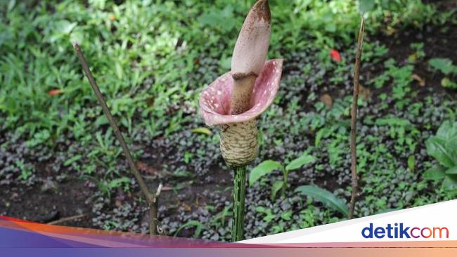 Tumbuhan Endemik Bengkulu Dilindungi Negara, Apa Saja?