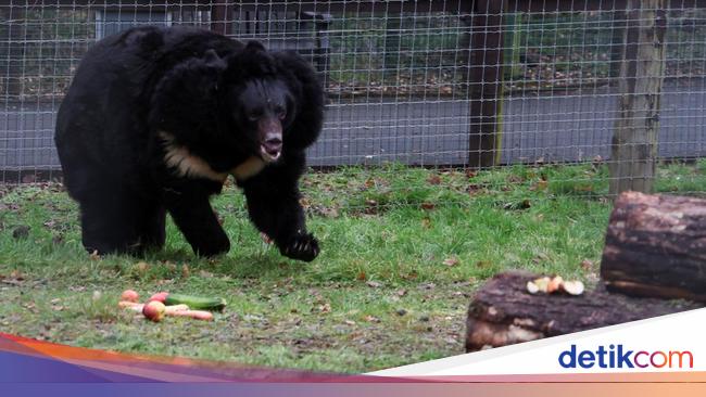 Potret Beruang Hitam yang Selamat dari Perang di Ukraina Potret Beruang Hitam yang Selamat dari Perang di Ukraina