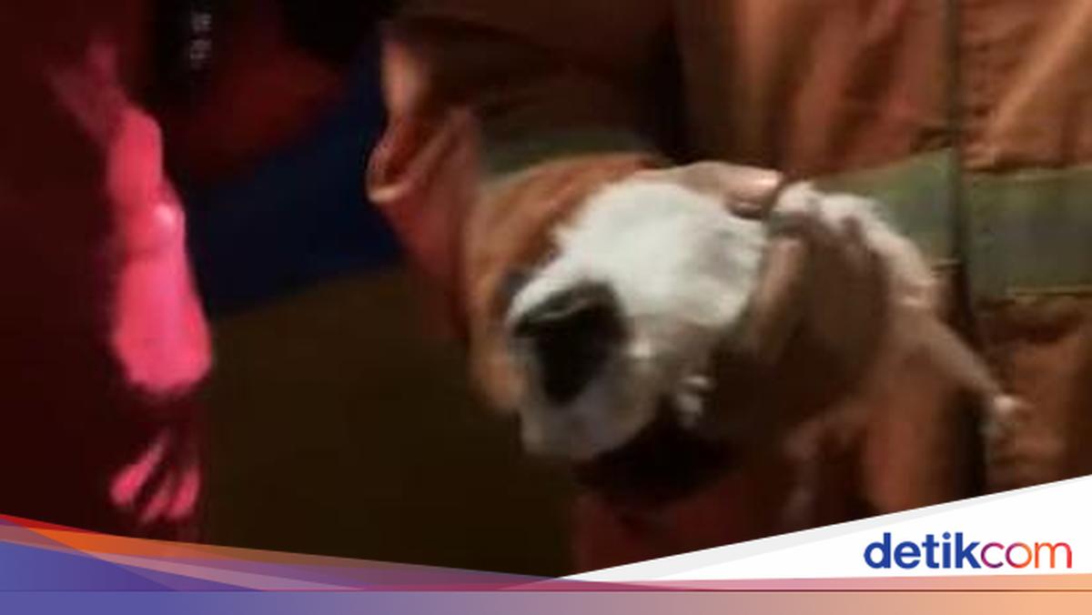 Pengalaman Pertama Sekaligus Lucu Damkar Kota Malang Evakuasi Marmut Gendut