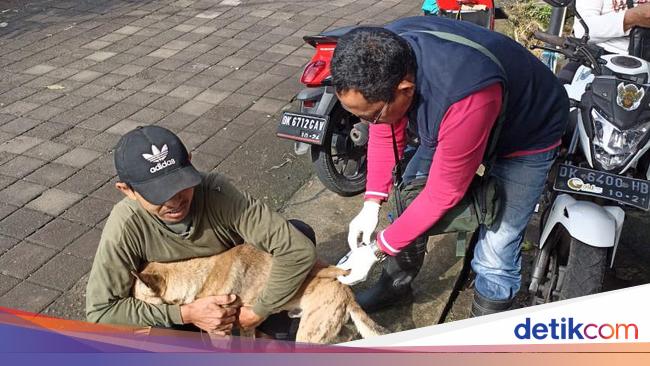 Lagi, Satu Warga Digigit Anjing Rabies di Pupuan Tabanan