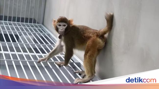 China Kloning Monyet, Ilmuwan Wanti-wanti Dipakai 'Ciptakan' Manusia China Kloning Monyet, Ilmuwan Wanti-wanti Dipakai 'Ciptakan' Manusia