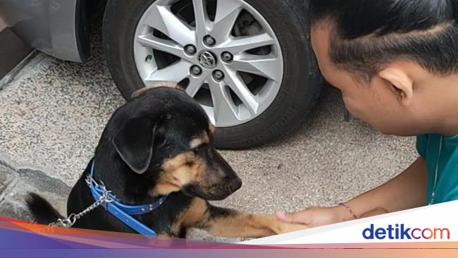 Pergulatan Komunitas Doglover Selamatkan Anabul Sengsara di Blitar