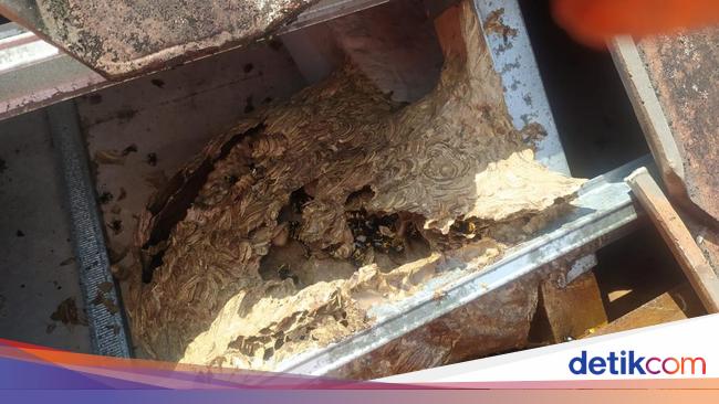 Sarang Tawon Besar di SMPN 3 Bebandem, 5 Siswa Disengat