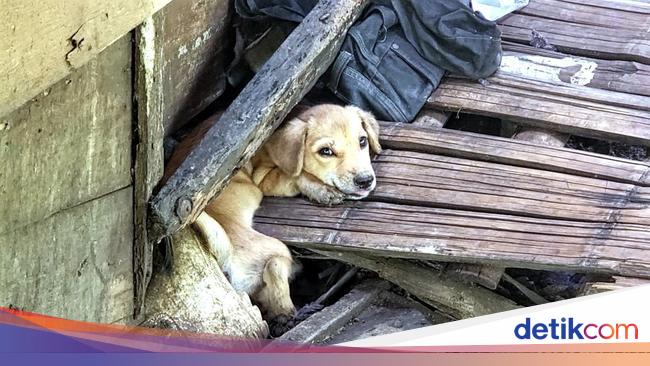 Budaya Makan Daging Anjing Dipermasalahkan, Aktivis: Budaya Itu Dinamis