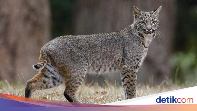 9 Fakta Bobcat, Kucing Hutan Besar yang Ahli Berburu Rusa
