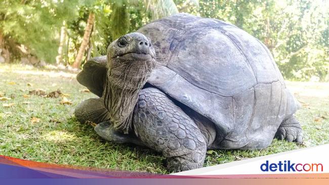 Tujuh Kura-kura Raksasa Ditemukan Mati di Inggris