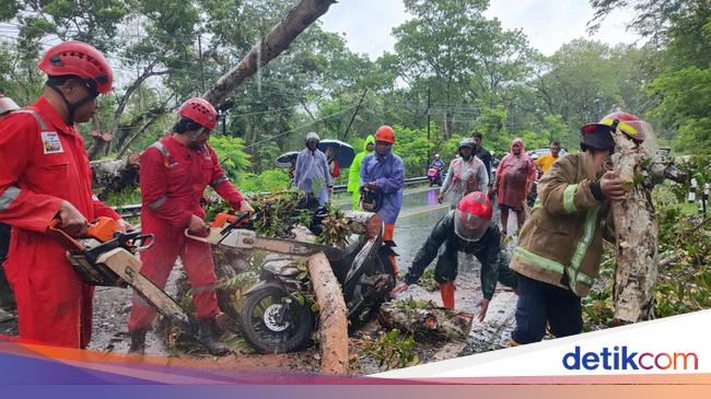 Pohon Tumbang Timpa Pemotor di Jalan Wonosari Bunder, 3 Orang Sekeluarga Luka