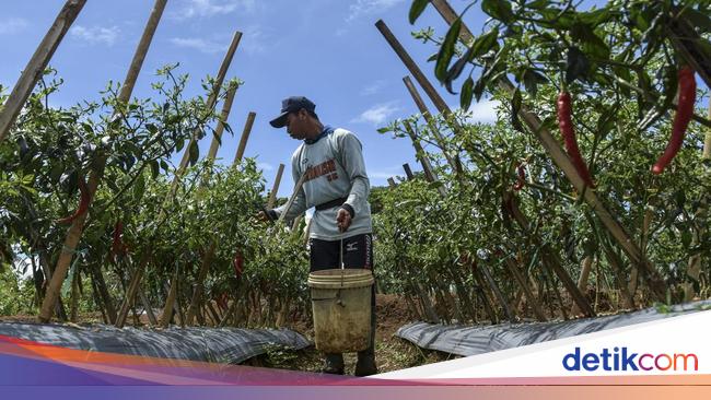 Harga Cabai di Petani Anjlok! Harga Cabai di Petani Anjlok!