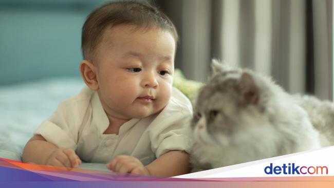 Kenapa Orang Bisa Sangat Suka Video Kucing? Begini Kata Pakar Ilmu ...
