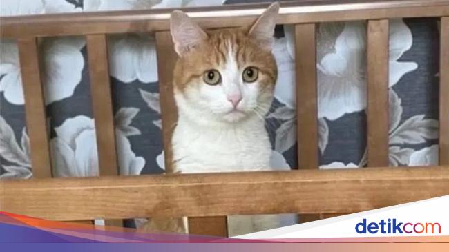 Raksasa Kereta Api Rusia Minta Maaf karena Kucing Oren