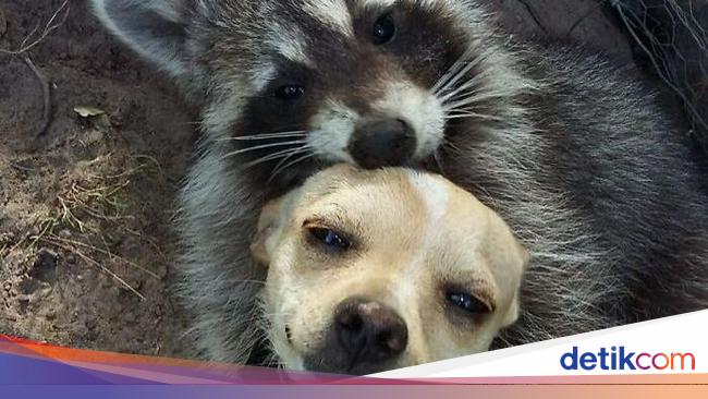 Kelakuan Anjing dan Kucing yang Bikin Senyum-senyum Sendiri Kelakuan Anjing dan Kucing yang Bikin Senyum-senyum Sendiri