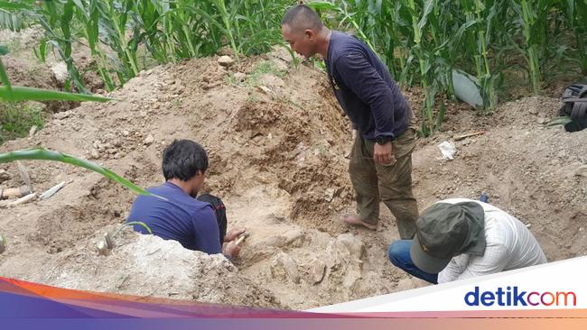 Wow! Fosil Gajah Purba Hampir Utuh Ditemukan di Kebun Jagung!