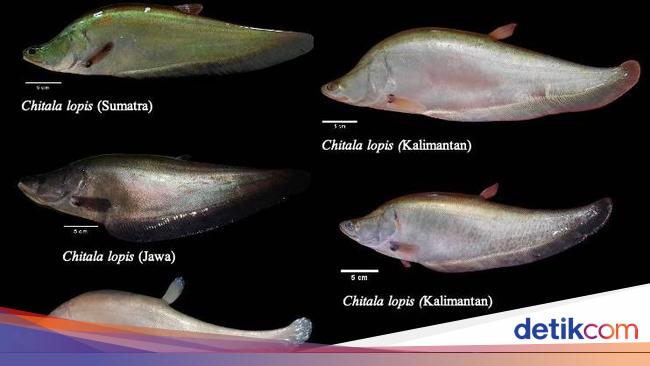 Ikan Belida Kembali Ditemukan di RI, Terakhir Ditemukan 1851 ...