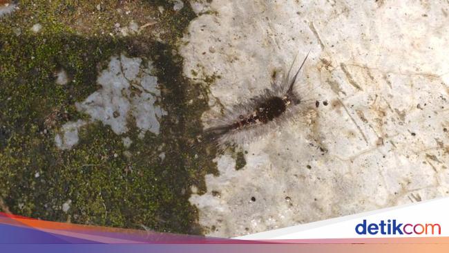 Ribuan Ulat Bulu Teror Warga Perumahan di Cirebon