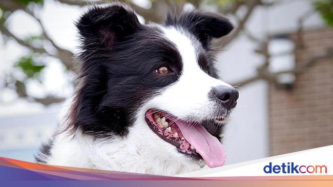 Border Collie, Salah Satu Anjing Terpintar Kesayangan Ratu Victoria