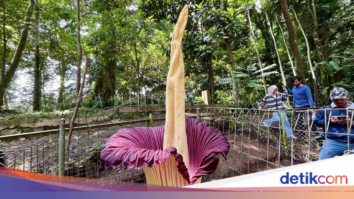 Surprise! Bunga Bangkai 'Si Beureum' Mekar di Tahura Bandung
