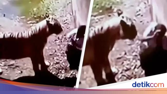 Viral Kisah Tragis Pemuda Tewas Diserang Harimau Putih Viral Kisah Tragis Pemuda Tewas Diserang Harimau Putih