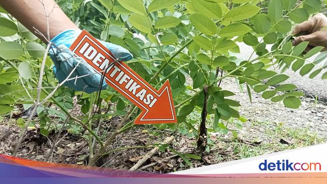 Sadis! Ibu Muda di TTU Ternyata Mutilasi Bayinya Hidup-hidup