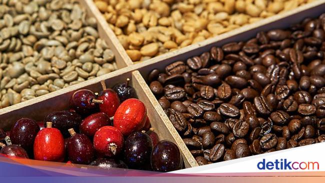 Ini 5 Keistimewaan Kopi Toraja yang Mendunia Karena Unik Rasanya