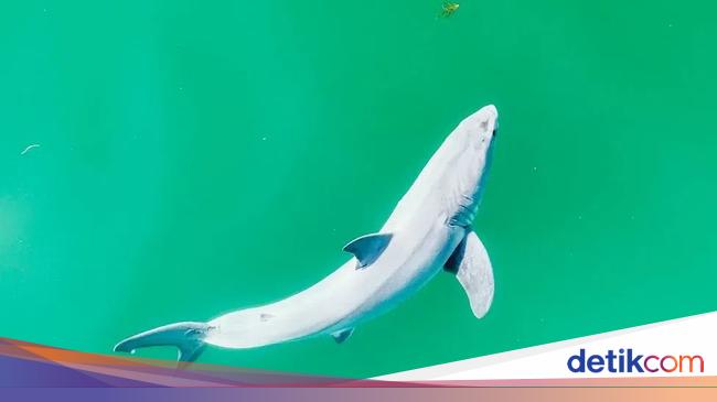 Penampakan Bayi Hiu Putih Besar yang Langka